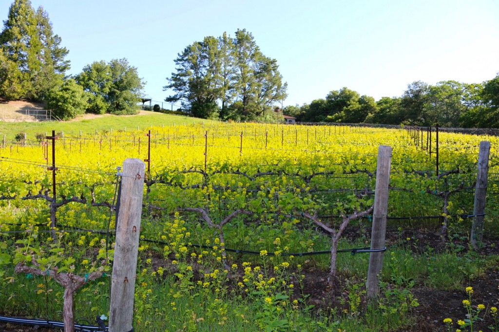 Mustard Grass in Napa Valley | Saviez Vineyard Management