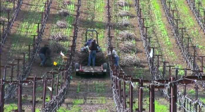 Vineyard Brush Removal - Napa - Sonoma | Saviez Vineyard Management